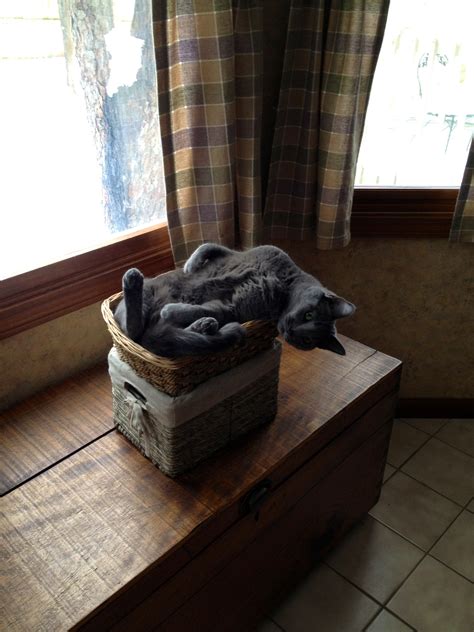 What Is This A Sits For Ants Album On Imgur