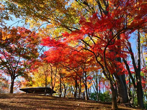 秋来ぬと By 一隅 （id：9187331） 写真共有サイト Photohito