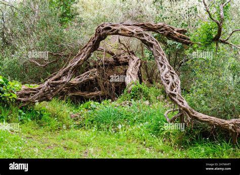 Twisted Tree Trunk Hi Res Stock Photography And Images Alamy