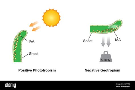 Phototropism Diagram