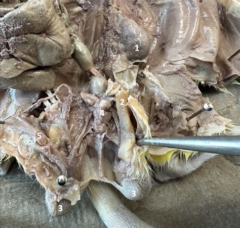 Male Urinary System Rat Dissection Diagram Quizlet