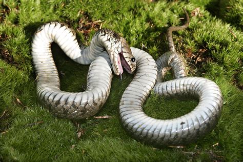 Grass Snake Playing Dead Photograph By M Watson Pixels