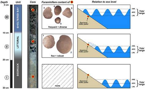 Foraminifera Association In The Context Of The Transgressive Contact Download Scientific