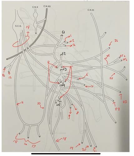 Cervial Plexus Flashcards Quizlet