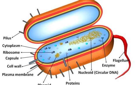 Prokaryotic Cell Definition Examples Expii
