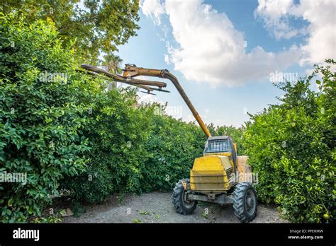 Yellow Agricultural Vehicle Pruning Treeheavy Industry Vehicles Stock