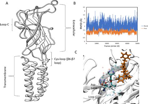 A Structure Of One Subunit Highlighting Key Areas Of The Protein B Download Scientific