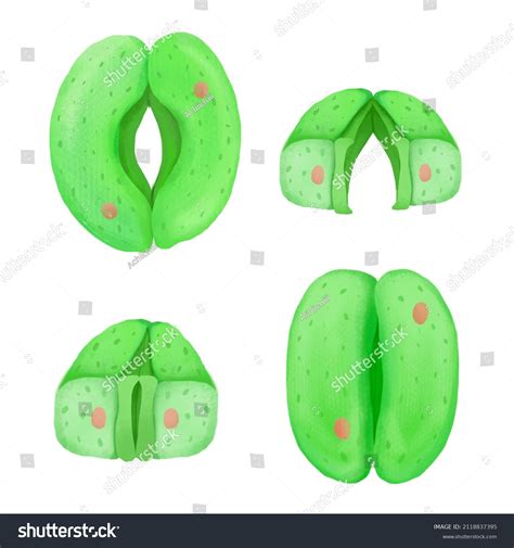 Structure Function Stomata Stock Illustration 2118837395 Shutterstock