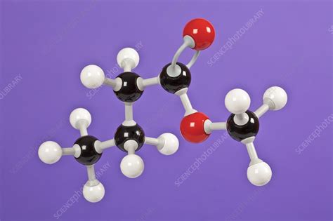Methyl Butanoate Molecular Model Stock Image C014 6952 Science Photo Library