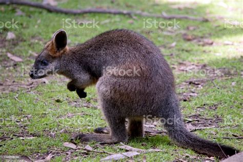 Walabi Rawa Adalah Walabi Abuabu Besar Dengan Lengan Cokelat Dan Bagian