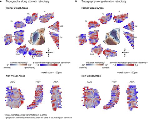Organization Of Feedback Projections To Mouse Primary Visual Cortex