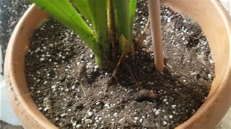 ორქიდეა ციმბიდიუმის გადარგვა ნაწილი 1 Youtube