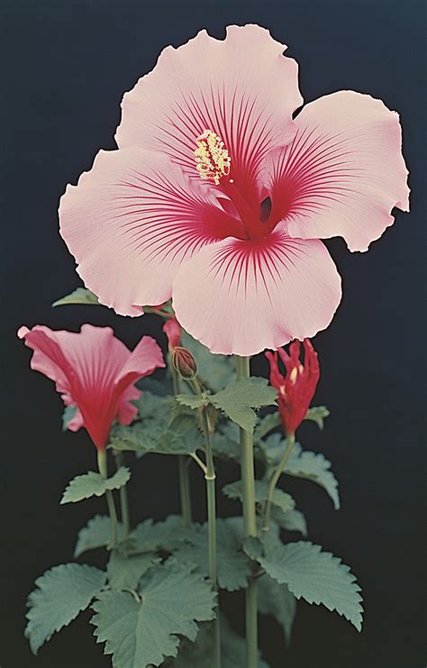 히비스커스 배경 배경 화면 및 일러스트 무료 다운로드 Pngtree