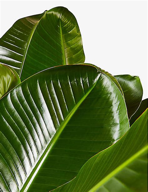 Patch Plants Indoor Plants Selfridges