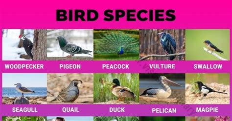 Types Of Birds Great List Of 80 Birds By Common Names Around The World Visual Dictionary