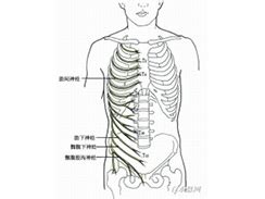 第二肋间 第二肋骨的位置图片 第二肋间的位置图片 大山谷图库