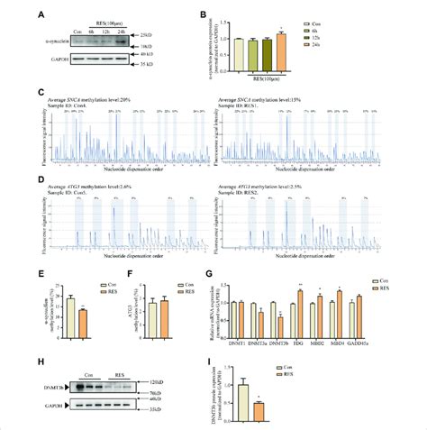 Reserpine Treatment In Sh Sy5y Cells Induced Decreased Dna Methylation Download Scientific