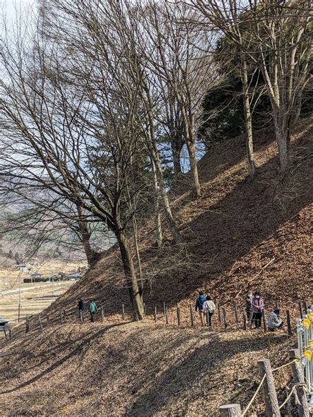 2023年3月5日 2023松本市四賀福寿草まつり 2日目 福寿草群生地の様子 福寿草の里 旅物語
