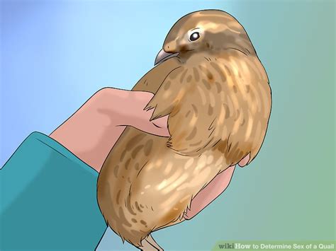 4 Ways To Determine Sex Of A Quail Wikihow