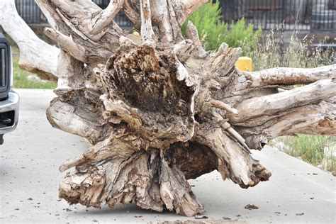 Tree Trunk Root Free Stock Photo Public Domain Pictures