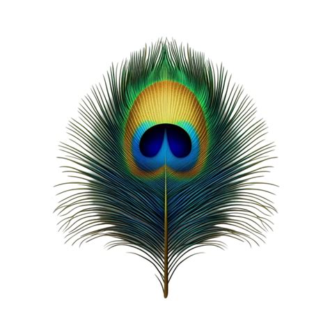 Isolated Peacock Feather 55743561 Png