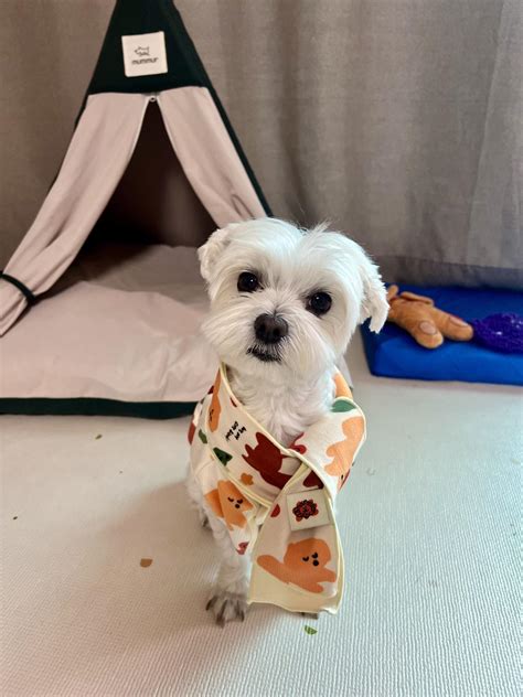 몽이는 애견전용캠핑장에서 장박중이에요