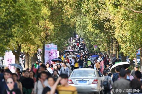 大雨襲擊萬畝櫻花園櫻花被大雨打落70 枝頭只剩少許花朵點綴 每日頭條