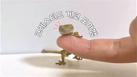 세상에서 제일 귀여운 도마뱀 입덕영상 12 꼭 끝까지 보세요 Youtube