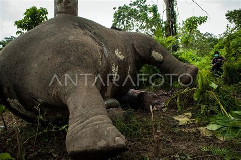 PERBURUAN GADING GAJAH ANTARA Foto