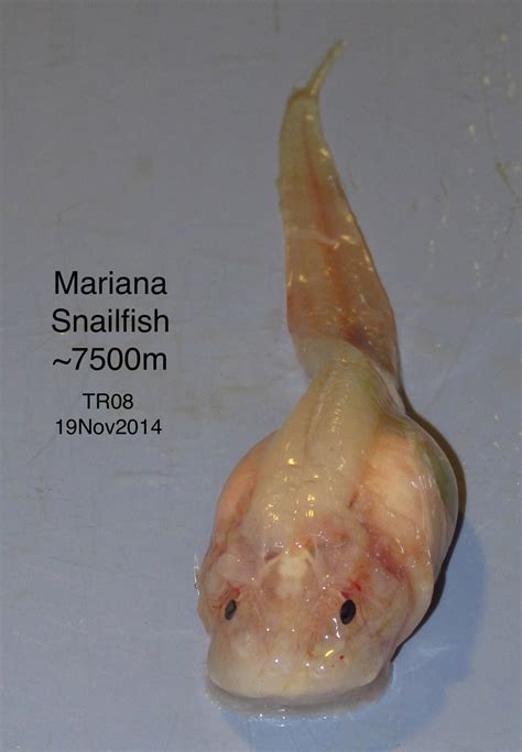 New Species And Surprising Findings In The Mariana Trench Soest