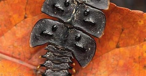 I Give You The Trilobite Beetle Album On Imgur