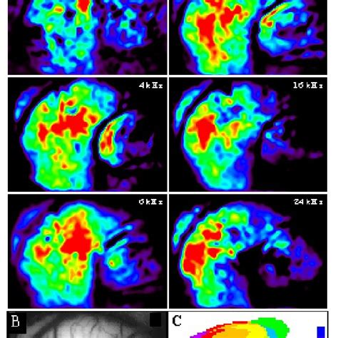 Isofrequency Domains In Cat Auditory Cortex As Revealed By Optical