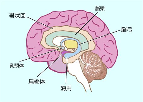 人の本能的な情動をつかさどる大脳辺縁系 こころゆるーむ