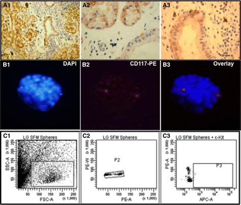 Expression Of Stem Cell Marker Cd117 The Localization Of Stem Cell