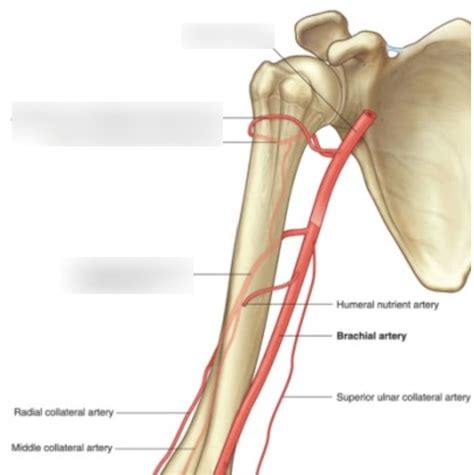 Axillary Artery Diagram Quizlet
