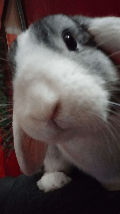 Goofiest Picture Of Loki Yet R Rabbits