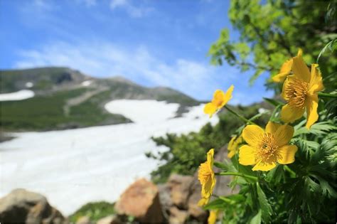 2014年 野草散策から 36 野草風薫