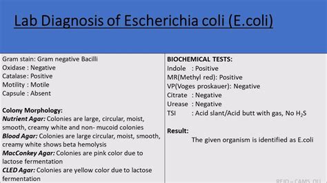 Identification Of Gram Negative Bacilli Part 1 Ppt