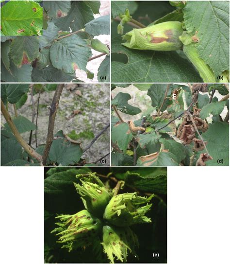 Hazelnut Bacterial Blight Caused By Xanthomonas Arboricola Pv Corylina Download Scientific