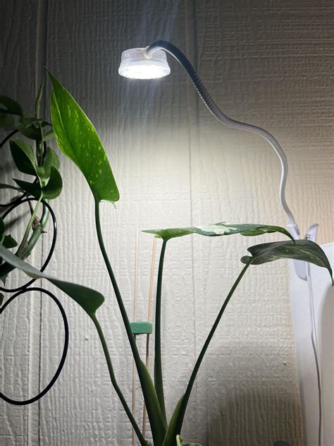 Leaf Dance Rmonstera