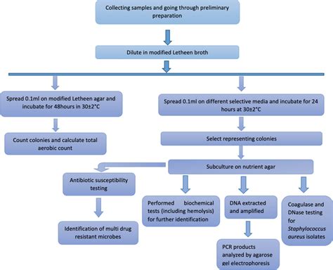 Flowchart Detailing The Methods Used In This Study Download Scientific Diagram