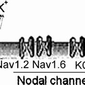 Schematic Representation Of Axonal Ion Channels Download Scientific Diagram