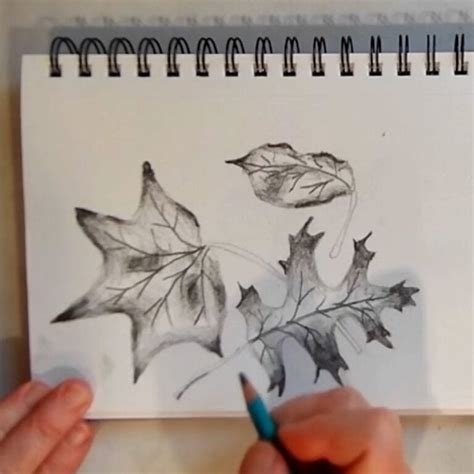 Draw Easy Fall Leaves Step By Step Realistic Autumn Leaf Sketch Artlooklearn Com