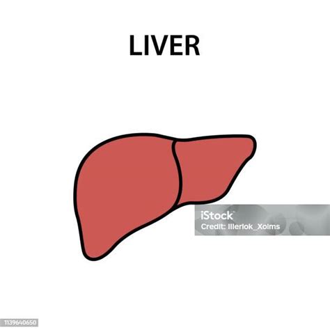 인간 내부 기관 간 건강 한 강한 기관 벡터 일러스트입니다 간 내부 기관에 대한 스톡 벡터 아트 및 기타 이미지 간 내부 기관 건강 진단 건강관리와 의술 Istock