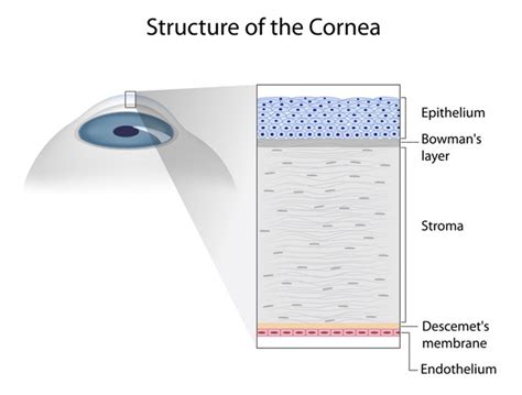 Anatomy Of Your Eye Perspective Opticians Solihull