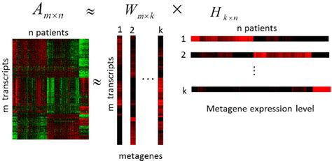 Schematic Representation Of Factorization In Nmf Method Nmf Decomposes