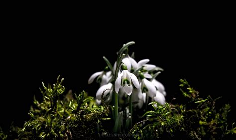 배경 화면 빛 화이트 꽃 녹색 자연 검은 색 배경 이끼 봄 계절 스노우 드롭 번개 3773x2252 738402 배경 화면 Wallhere