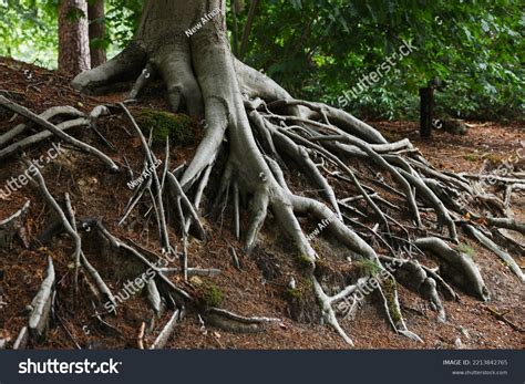 Beautiful Tree Roots Showing Above Ground Stock Photo 2213842765 Shutterstock