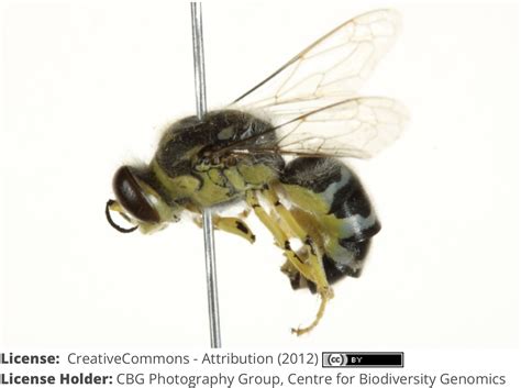 Bembix Bembicini — Life In A Southern Forest