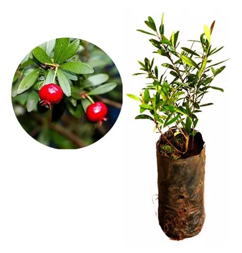 Muda De Mini Cereja Mini Pitanga Exótica